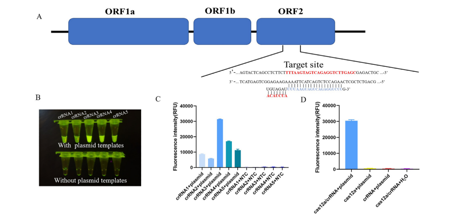Facile, ultrasensitive, and highly specific diagnosis of goose ...